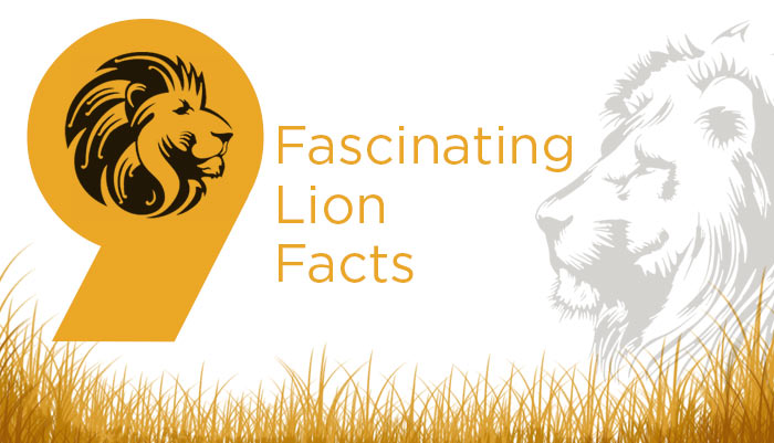 Lion Facts and Information - GK for Kids | Mocomi