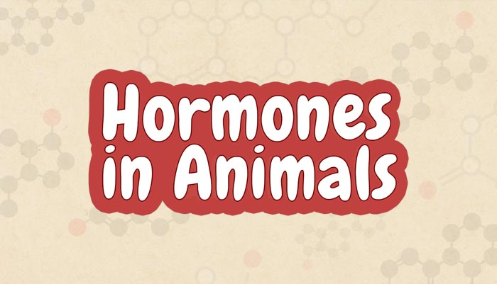 Types of Hormones in Animals - Biology for Kids | Mocomi